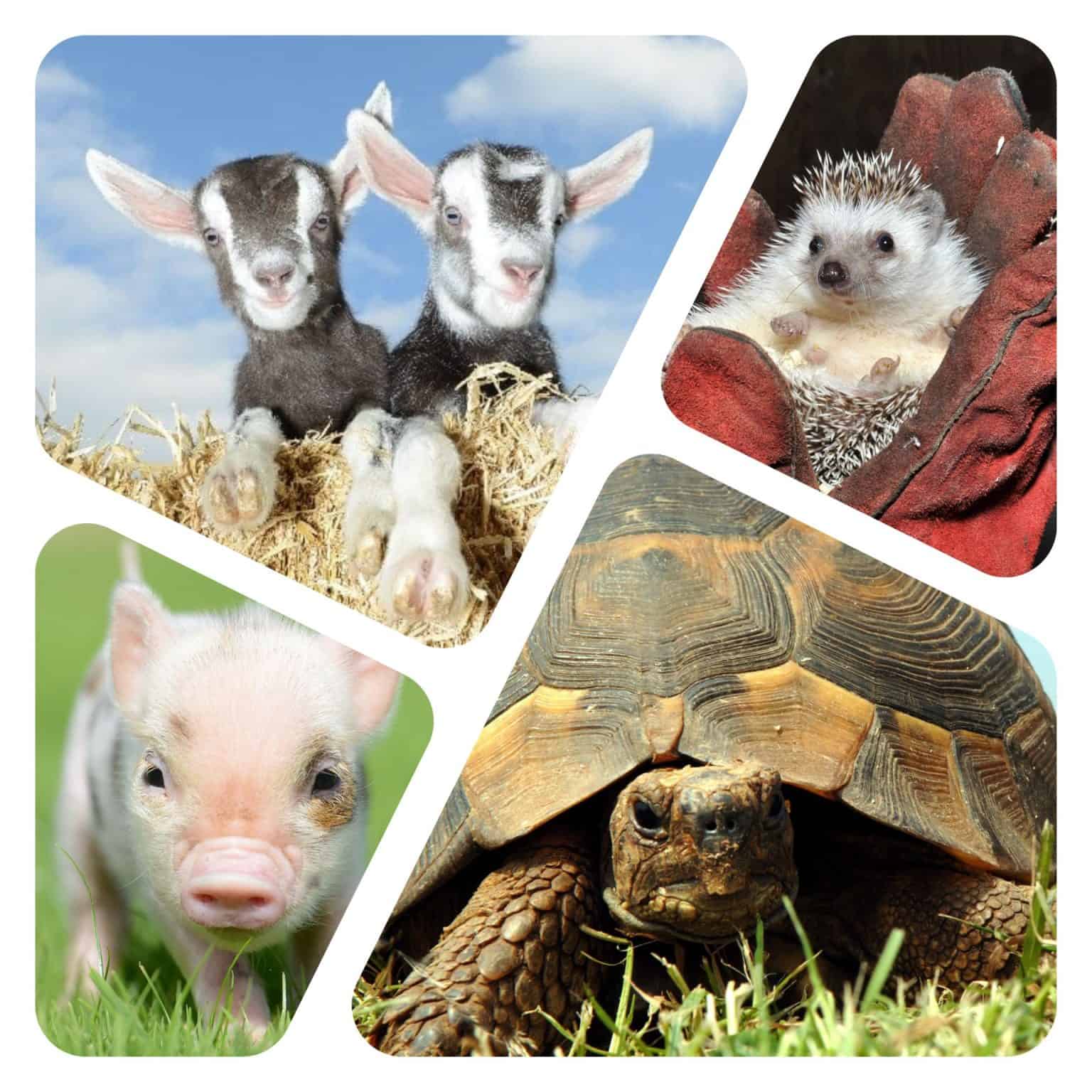 Pennywell Farm - TheExtraMile.UK